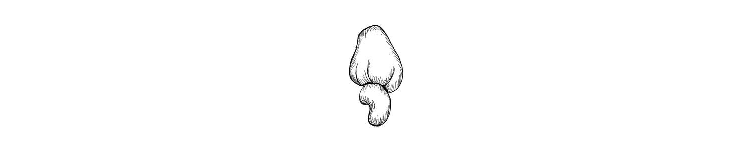 Pajuil | Cashew – oriundopr