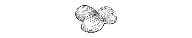 Almendra Malabar | Malabar Almond – oriundopr